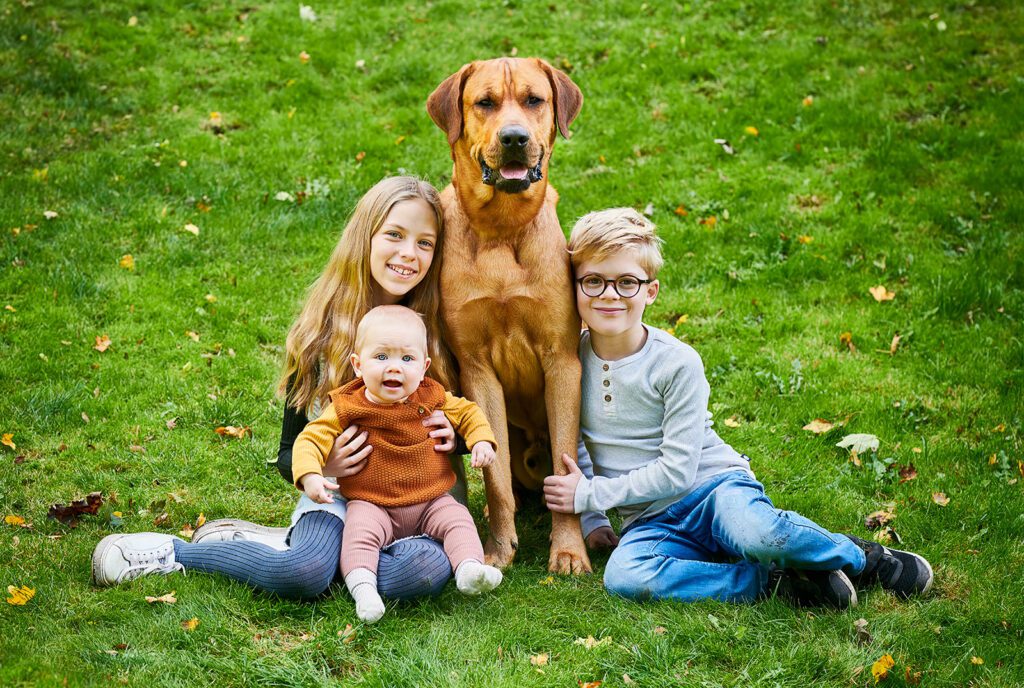 Kastration af hanhund - Dyrlægehuset Trige